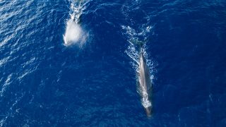Whales likely impacted by Great Pacific Garbage Patch • Updates • The ...