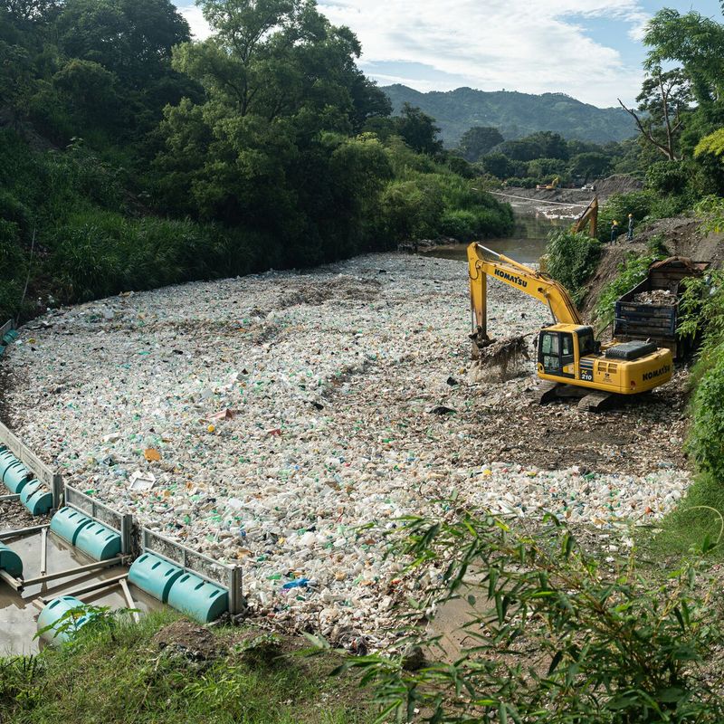 What makes mangroves ecologically important, and how do they help buffer the effects of climate ...
